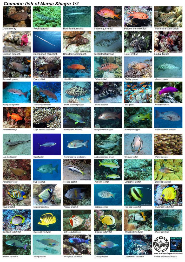 COMMON REEF FISHES OF THE RED SEA - GREEN CORALS