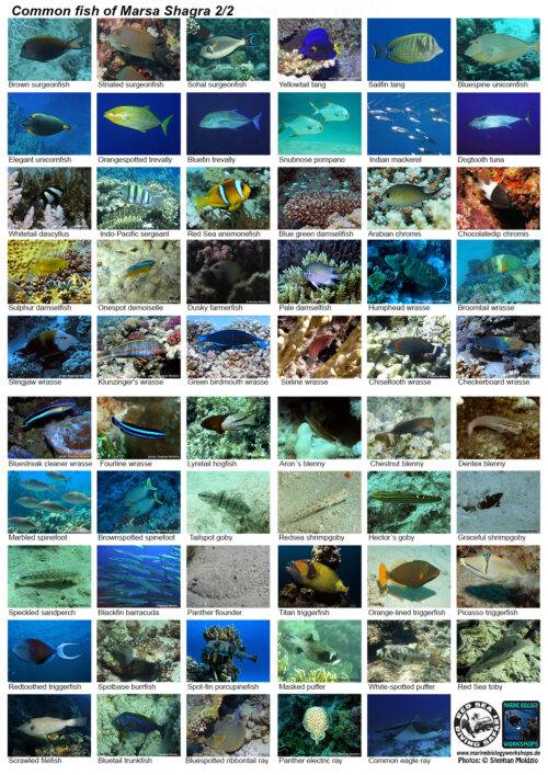 COMMON REEF FISHES OF THE RED SEA - GREEN CORALS