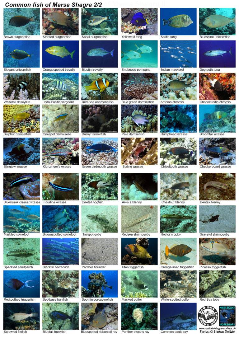 COMMON REEF FISHES OF THE RED SEA - GREEN CORALS