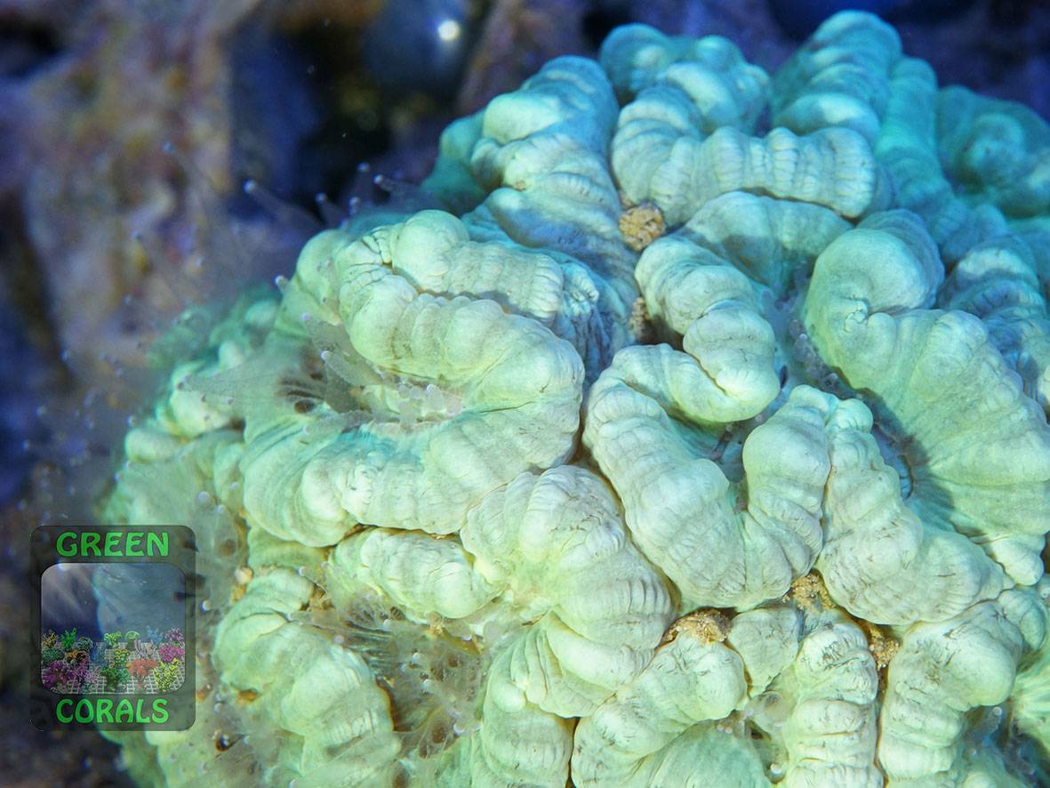 Caulastraea furcata grün - GREEN CORALS