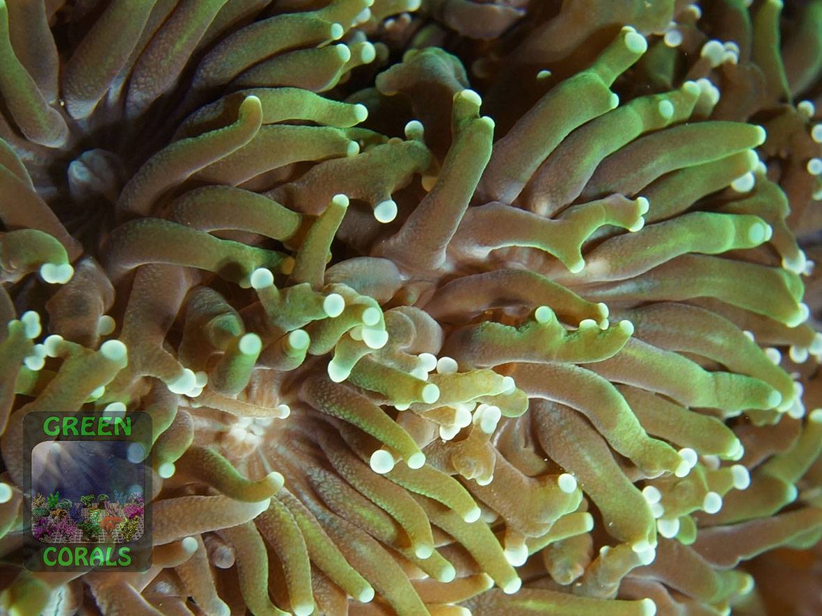 Galaxea fascicularis grün - GREEN CORALS Korallenableger