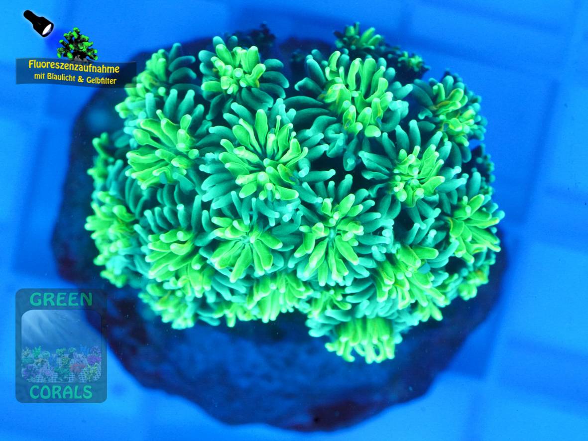 Galaxea fascicularis grün - GREEN CORALS Korallenableger
