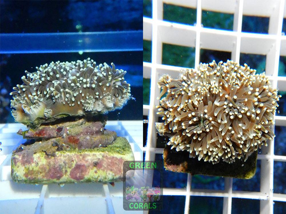 Galaxea sp. `mint´ - GREEN CORALS Korallenableger