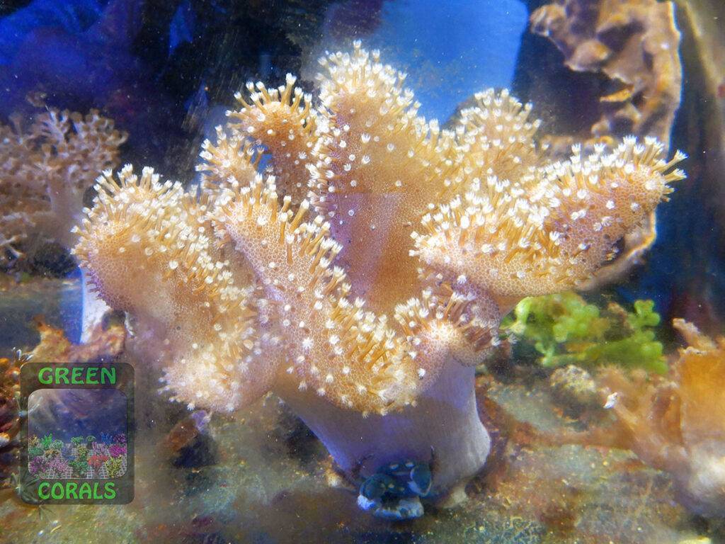 Lobophytum Lederkoralle - GREEN CORALS Korallenableger