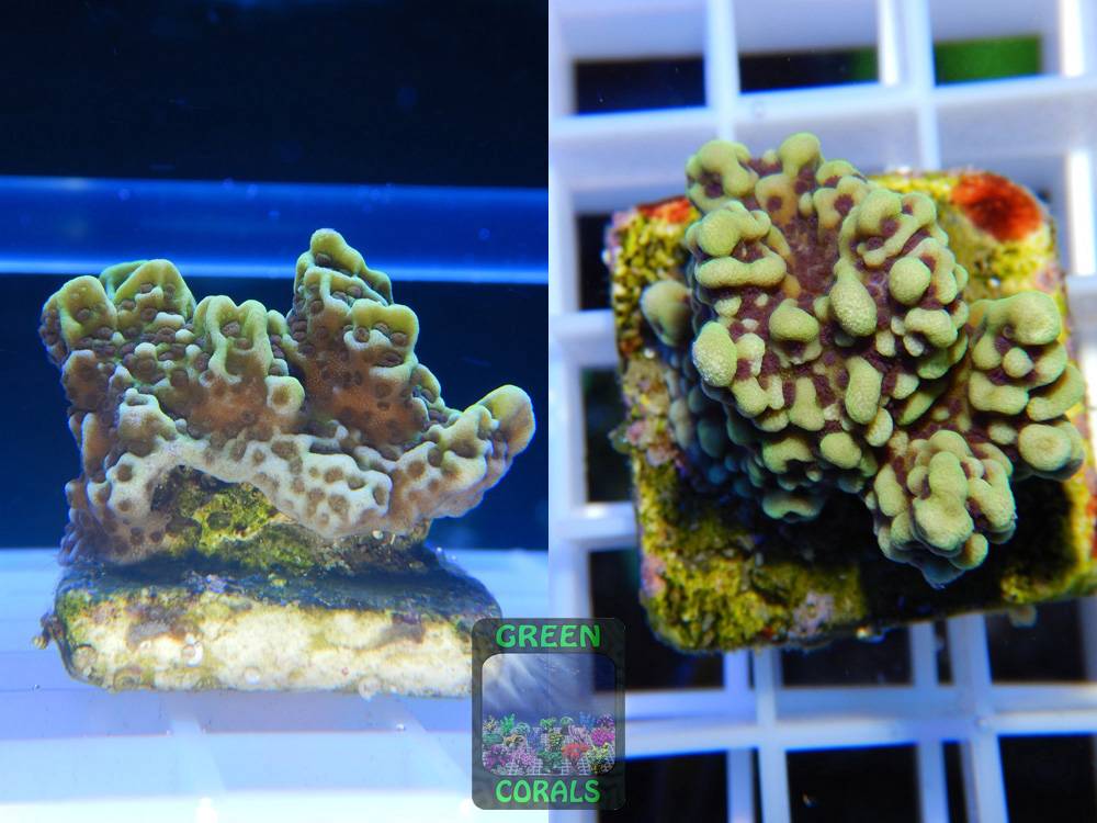 Montipora capitata `digitat,lila´ - GREEN CORALS Korallenableger