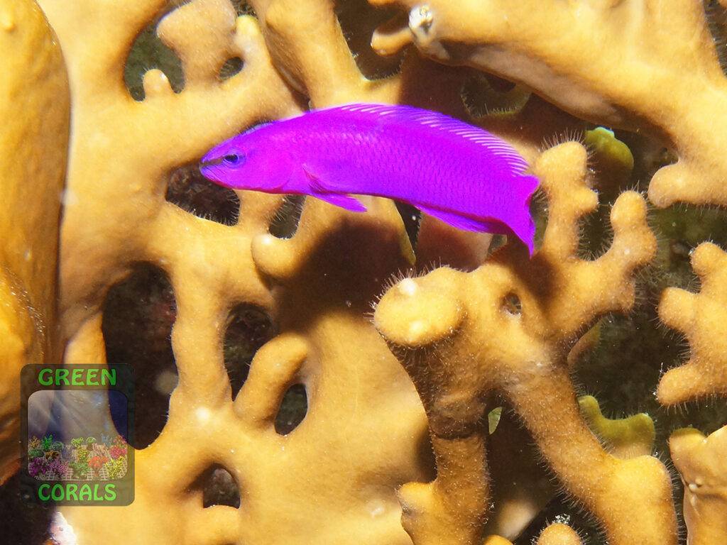 Pseudochromis fridmani