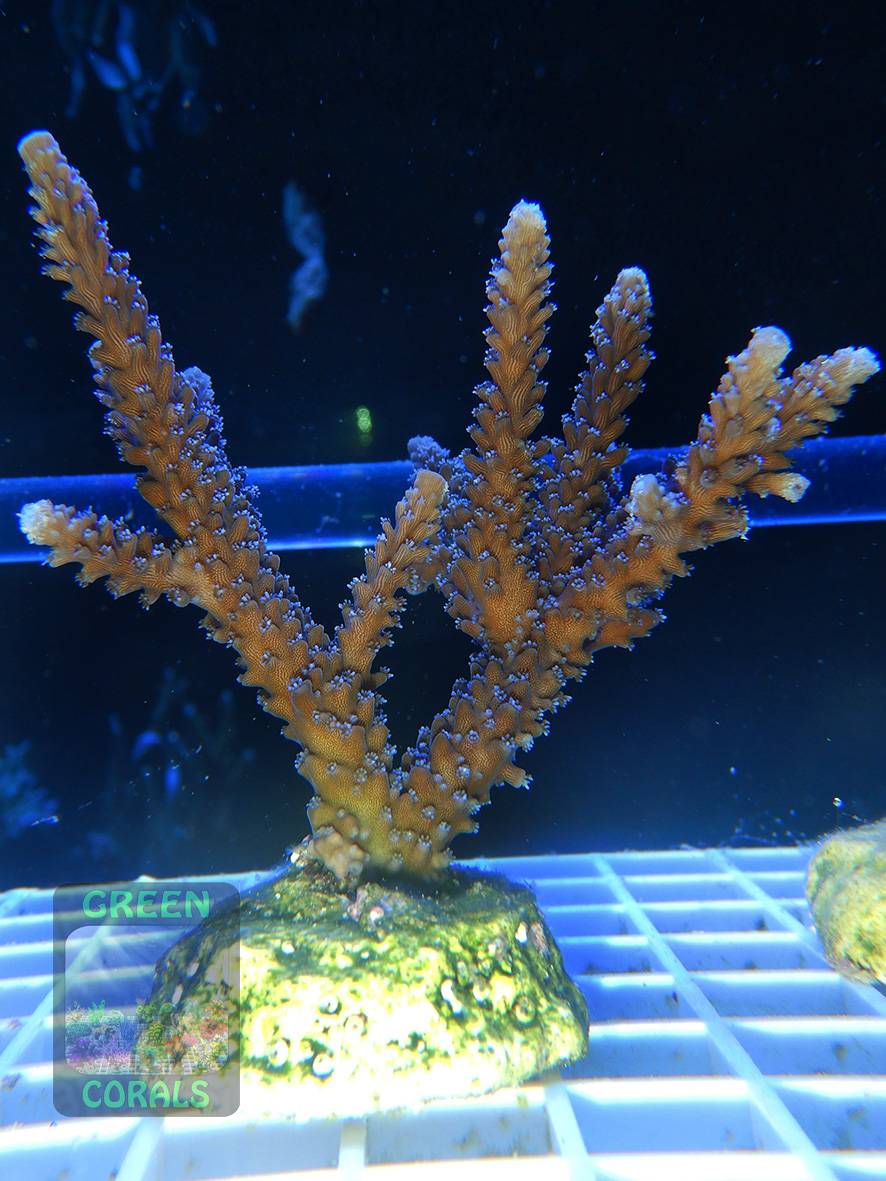 Acropora Package 5er Größe S - GREEN CORALS