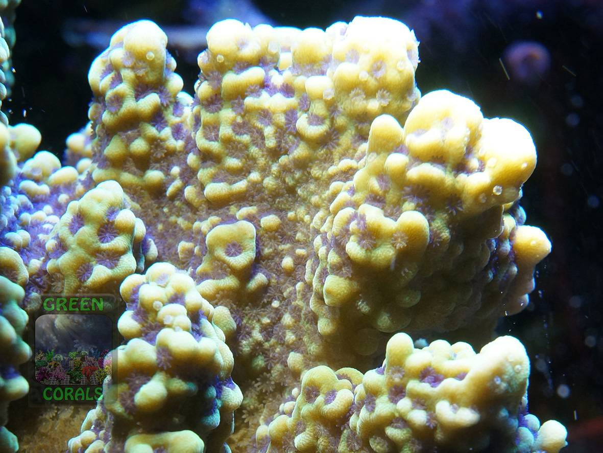 Montipora capitata `digitat,lila´ - GREEN CORALS Korallenableger