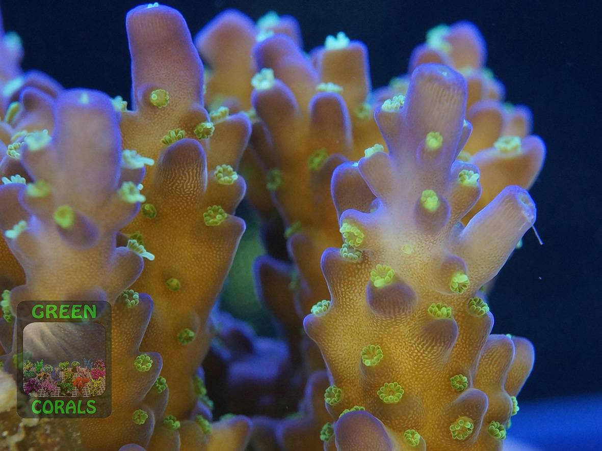 Acropora sp. tricolor - GREEN CORALS